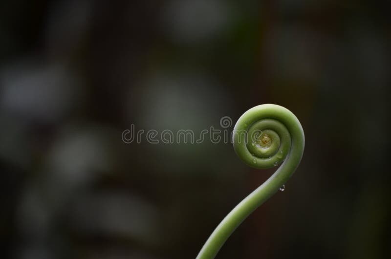 The small Fern stock photo. Image of fern, beautiful - 76288514