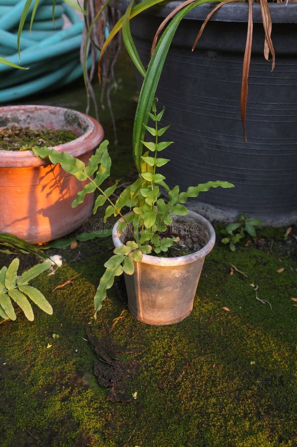 Small fern in garden pot stock image. Image of plant - 72233751