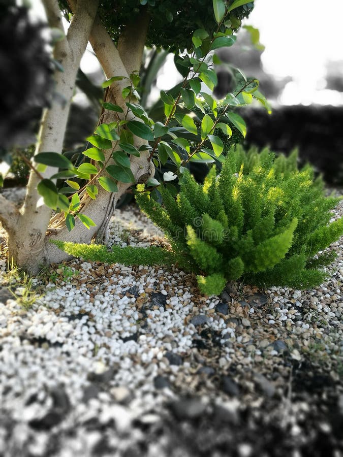 The small fern stock photo. Image of small, view, natural - 154749952