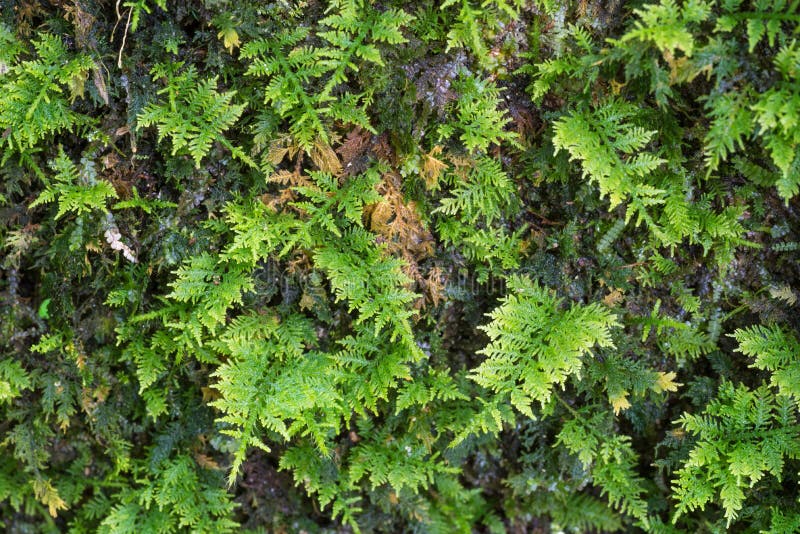 Small Fern grow on a tree stock image. Image of waterfall - 73288133