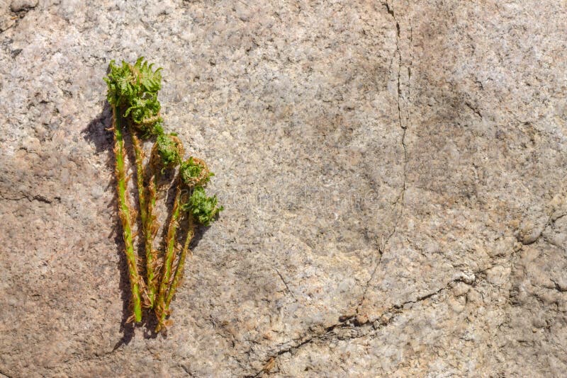 Small Fern Sprout on a Stone Background Stock Image - Image of flat ...