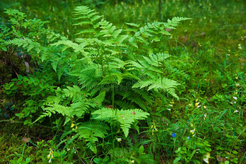 Small Fern Tree in the Forest Stock Image - Image of grass, spring ...
