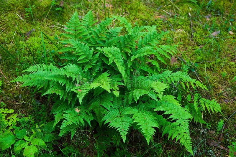 Small Fern Tree in the Forest Stock Image - Image of foliage, green ...