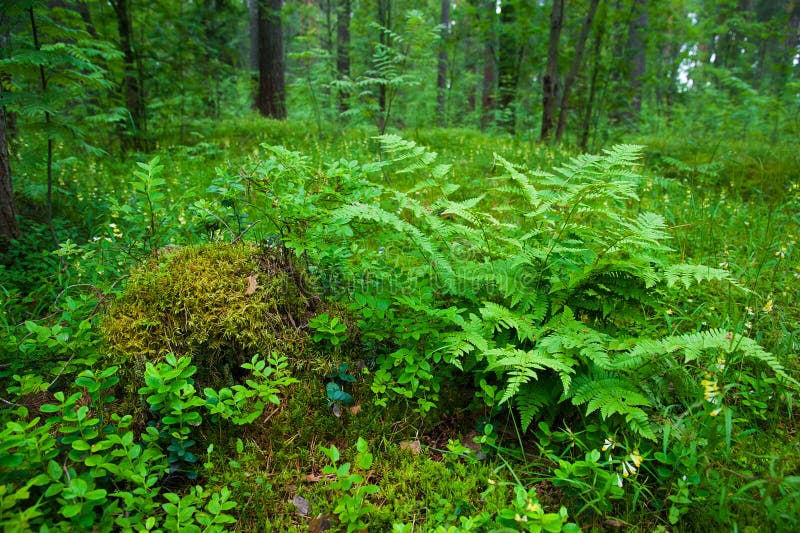 Small Fern Tree in the Forest Stock Image - Image of foliage, grass ...