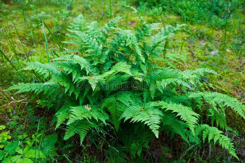 Small Fern Tree in the Forest Stock Image - Image of small, tree: 158683385