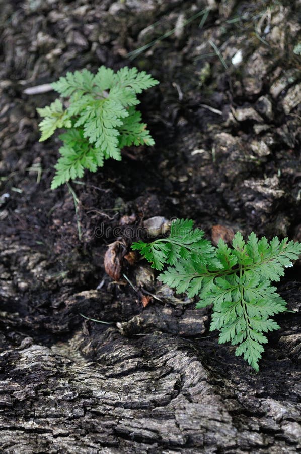 Small ferns in wet soil stock image. Image of nature - 195294973