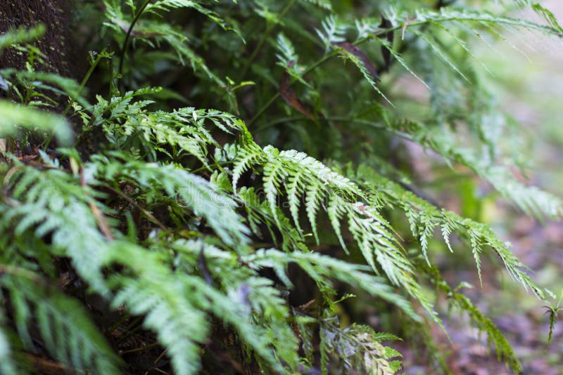Small Ferns Growing in Forest Stock Image - Image of leaf, rainforest ...