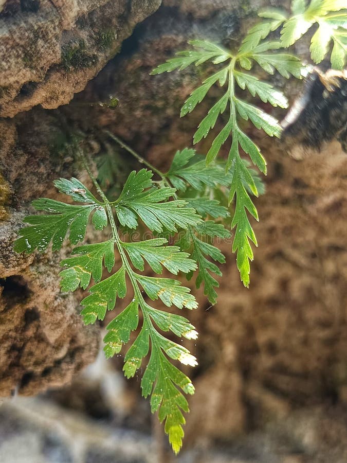 Small Ferns Growing between the Rocks Stock Photo - Image of natural ...