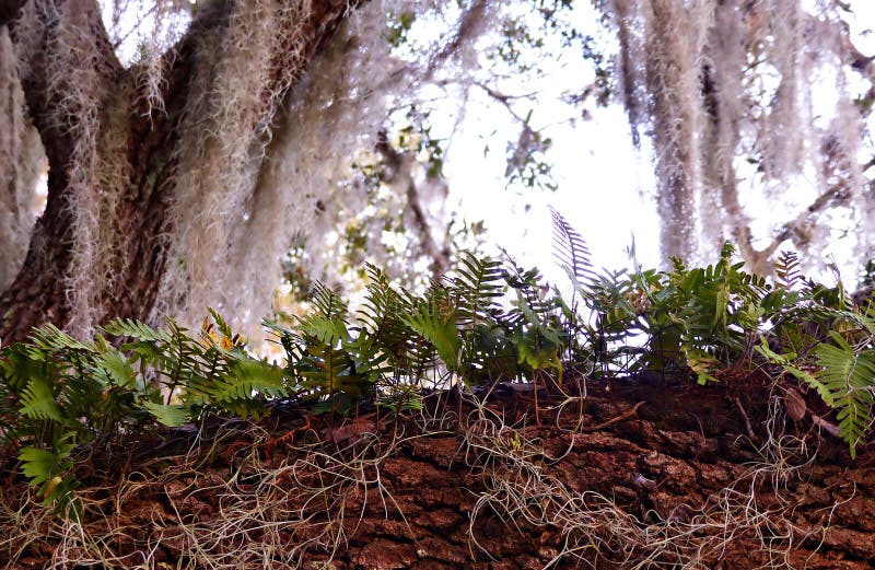 Small ferns on tree branch stock photo. Image of fern - 64783998