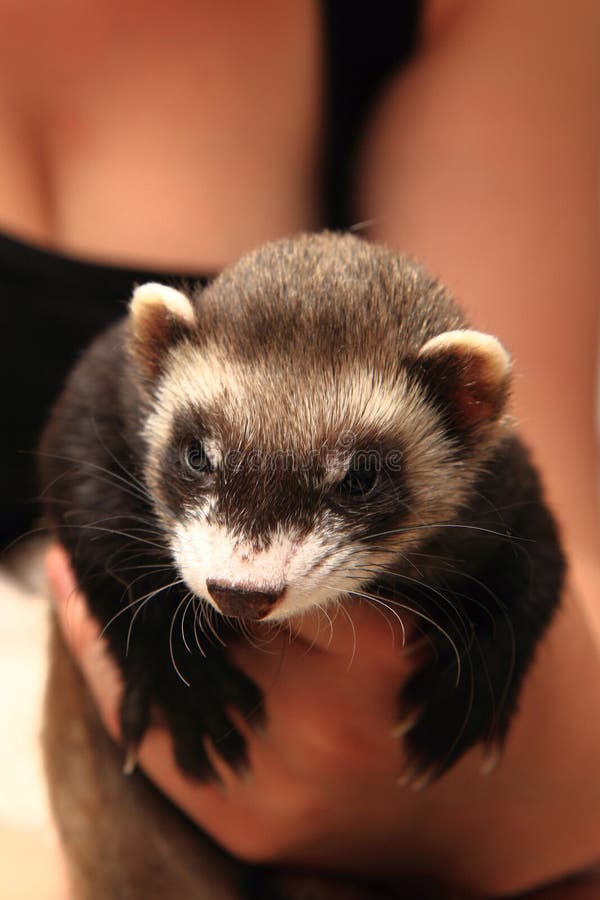 Small Ferret in the Human Hands Stock Image - Image of small, ferret ...