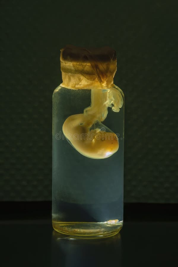 Fetus Formalin Photos - Free & Royalty-Free Stock Photos from Dreamstime