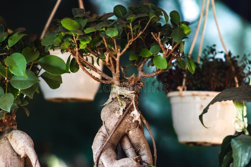 Small Ficus Bonsai Tree Plant Wallpaper Stock Photo - Image of plant ...