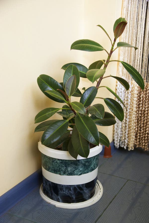 Small ficus in a pot stock photo. Image of foliage, young - 106365542