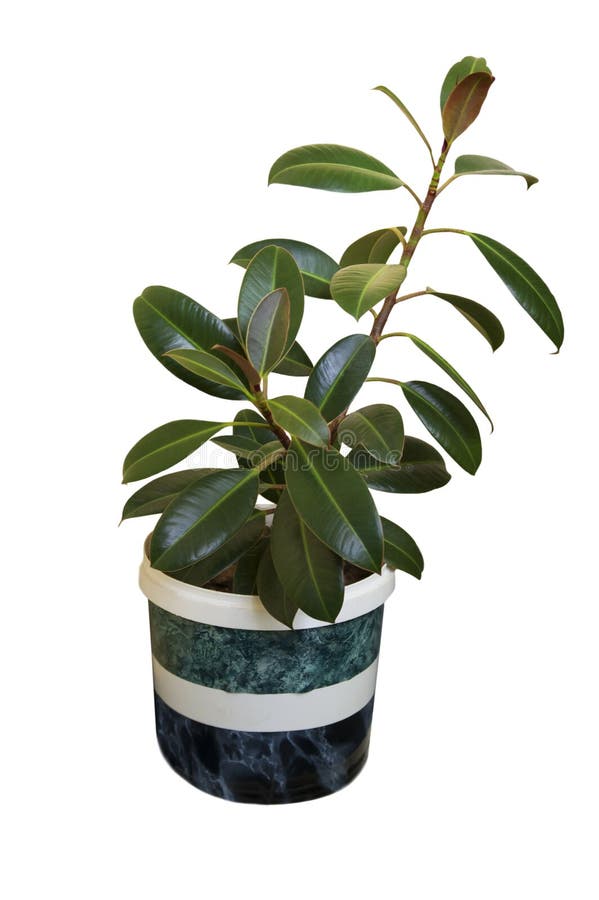 Small ficus in a pot stock photo. Image of background - 106365568