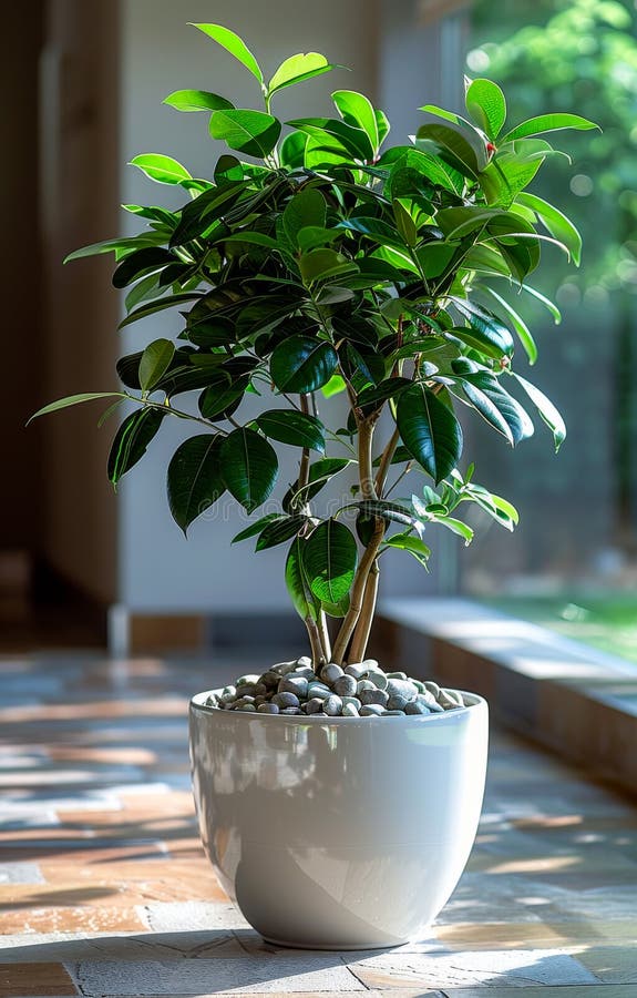 Small Ficus Tree Sits in White Pot in Sunny Room. Indoor Plants Stock ...