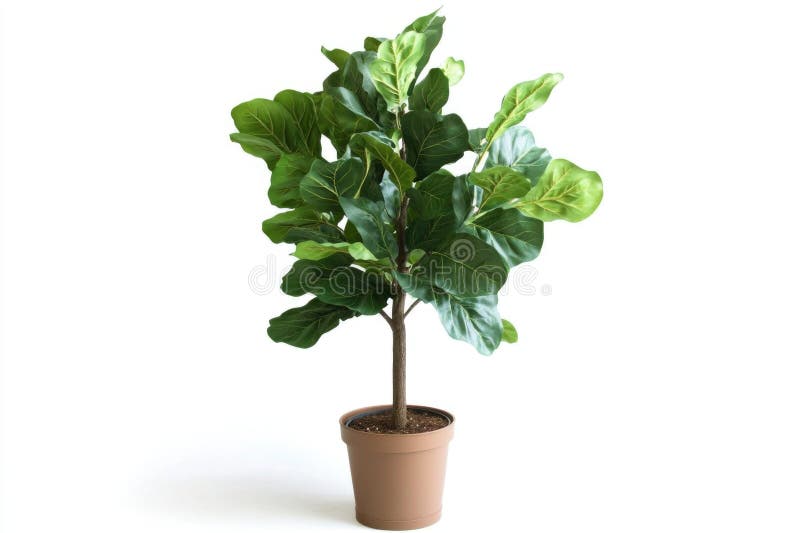 A Small Fiddle Leaf Fig Tree in a Pot, Placed on a White Surface Stock ...