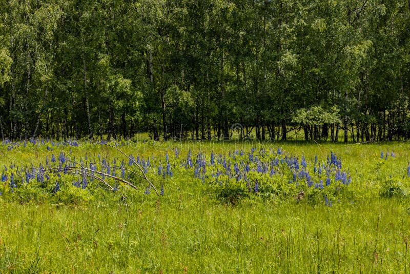 Small Field of Small Blue Flowers with High Grass Stock Photo - Image ...