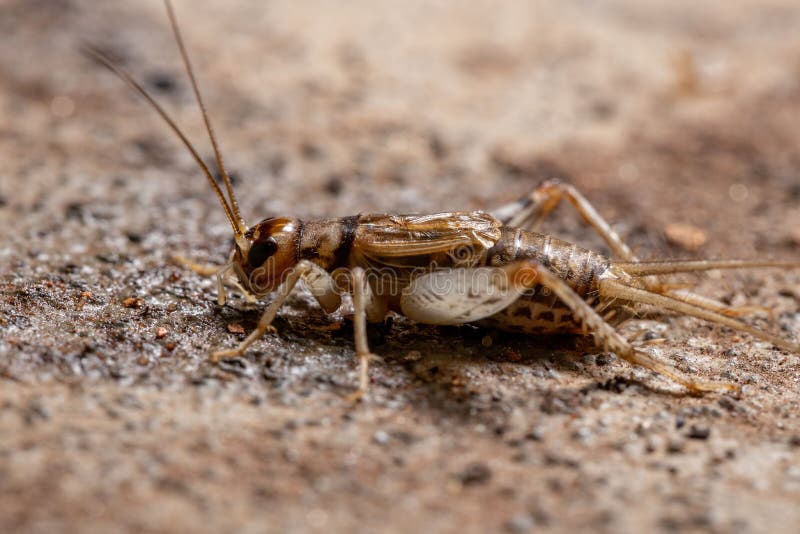 Small Field Cricket stock image. Image of gryllidae - 226434605
