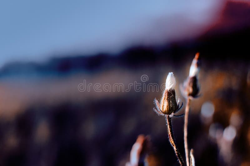 Small Field Flowers in the Field Stock Photo - Image of small, flora ...