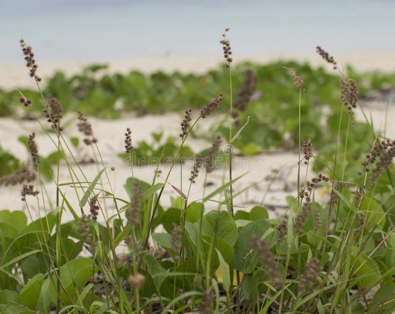 Small Field Garden on the Beach Stock Photo - Image of flower, nature ...