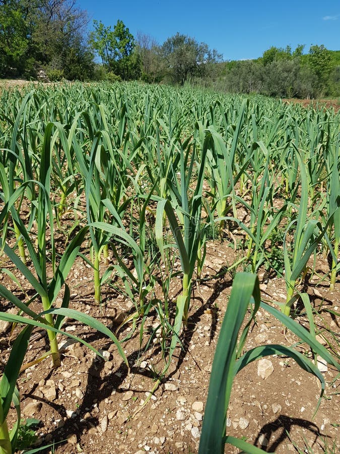 A Field of Organically Grown Garlic Stock Image - Image of gardening ...