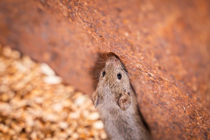 Small Field Mouse Close-up in Wheat Storage Stock Photo - Image of ...
