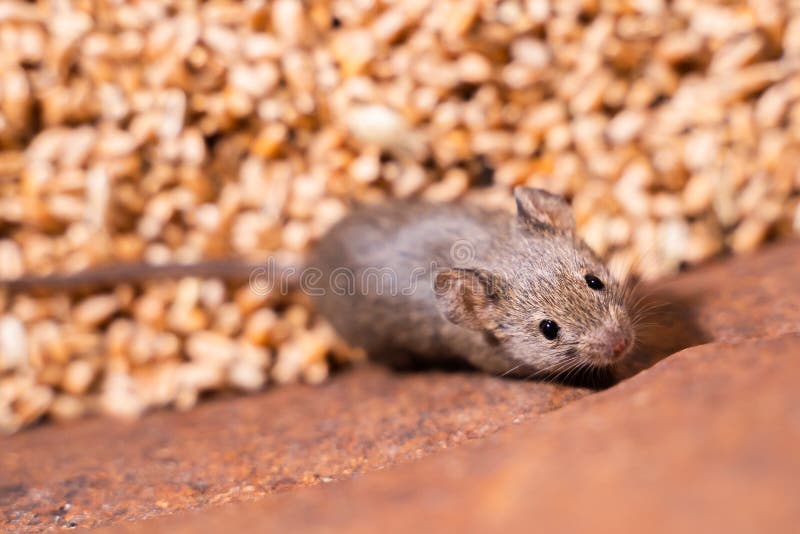 Small Field Mouse Close-up in Wheat Storage Stock Image - Image of ...