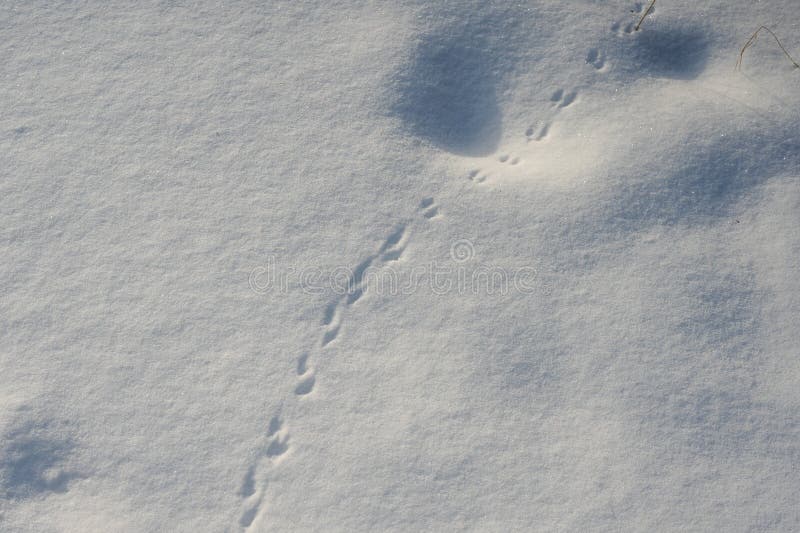 Small Field Mouse Footprints Cross the Snow Surface Stock Photo - Image ...