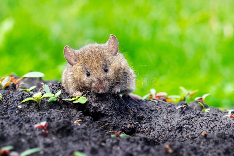 A Small Field Mouse in a Garden on the Ground Stock Image - Image of ...