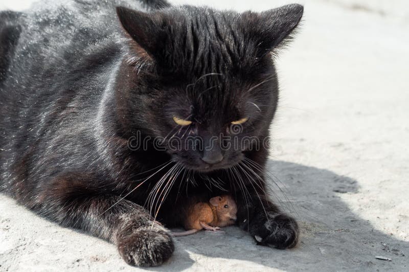A Small Field Mouse is Hiding Under a Large Black Cat Stock Image ...