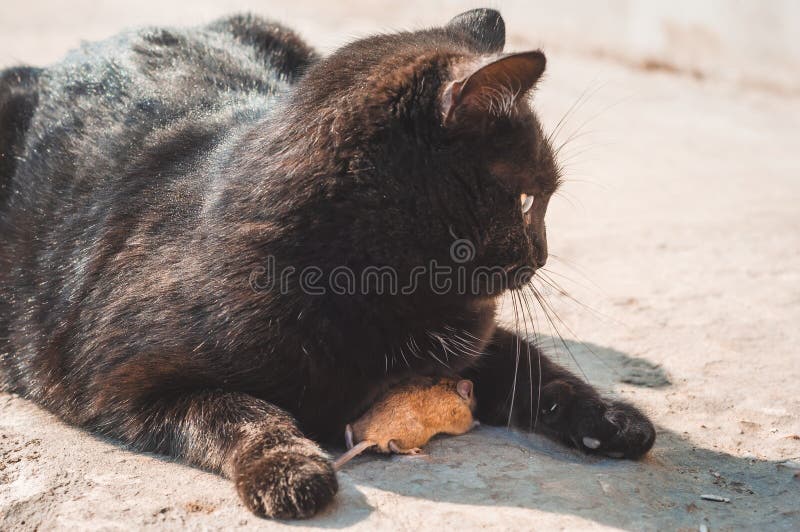 A Small Field Mouse is Hiding Under a Large Black Cat Stock Image ...