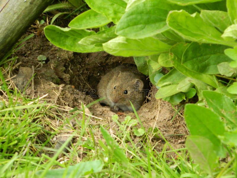 Mouse Hole Outside House Stock Photos - Free & Royalty-Free Stock ...