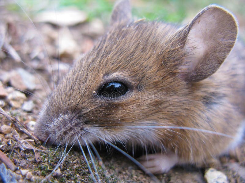 A small field mouse stock image. Image of field, mice - 70553137