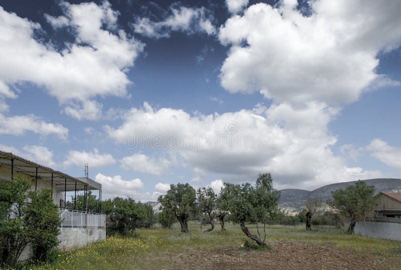 Small Field with Some Olive Trees Under a Cloudy Sky. Greece Stock ...
