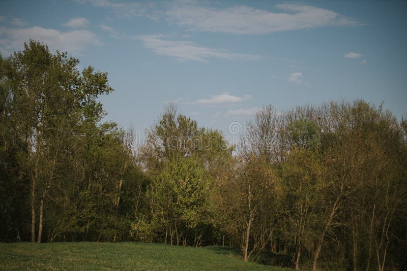 Small Field Surrounded by Trees on a Summer Day Stock Photo - Image of ...
