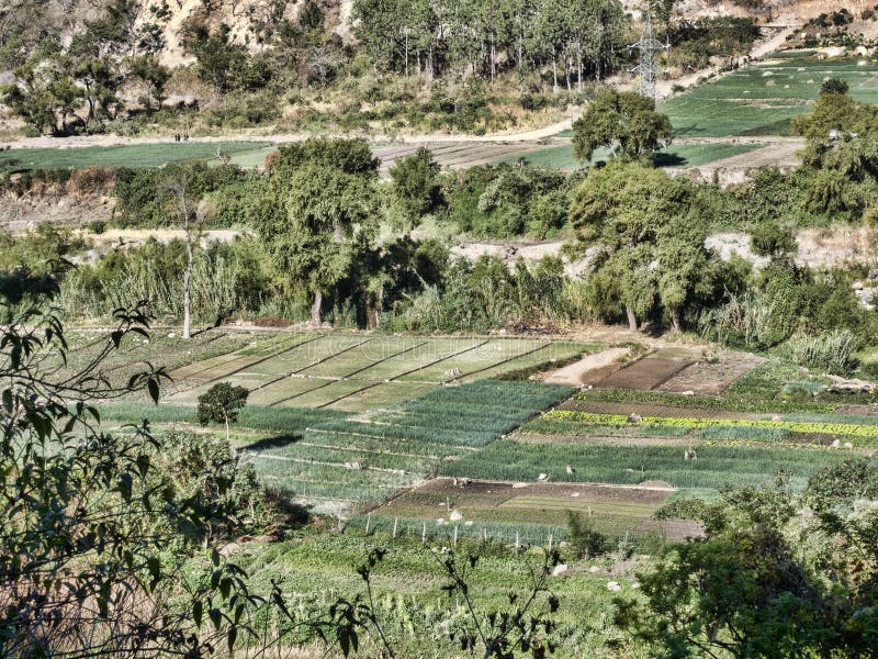 Small Fields of Farmers in Southwest Guatemala Stock Image - Image of ...