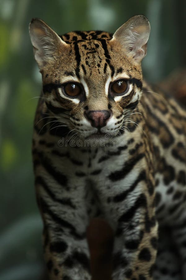 1,406 Ocelot Stock Photos - Free & Royalty-Free Stock Photos from ...
