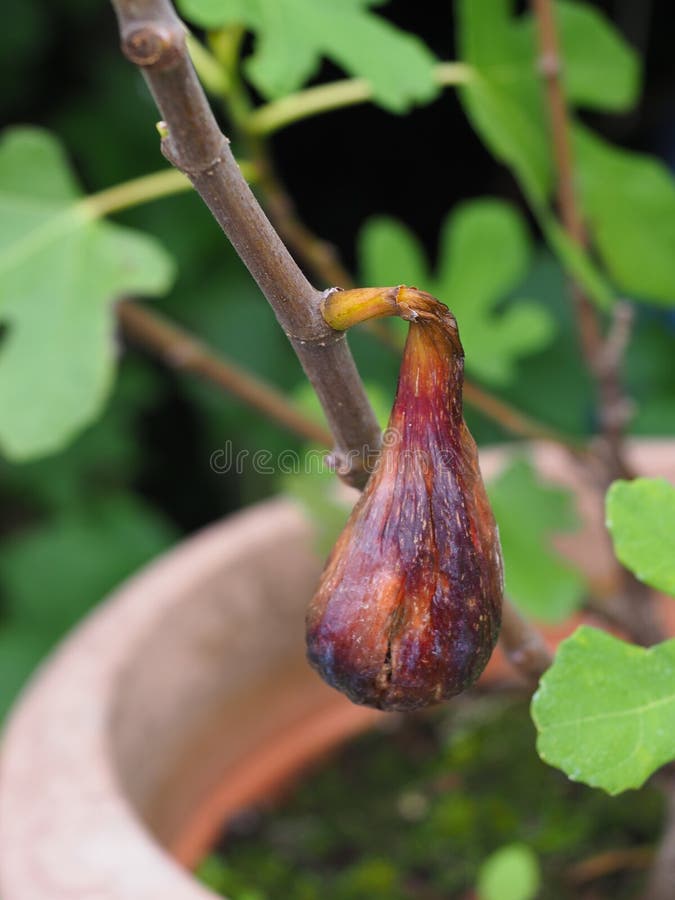 A Small Fig Tree Growing in a Pot with Ripe Fig Hanging Down Stock ...