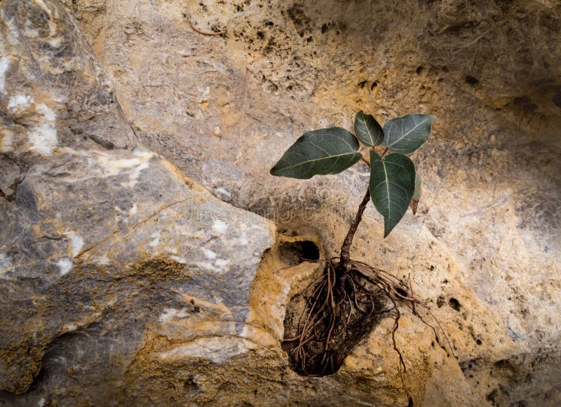 A Small Fig Tree that Grows on the Rock Stock Photo - Image of rock ...