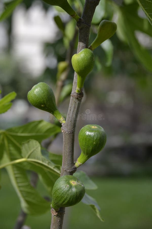 2,309 Small Fig Tree Stock Photos - Free & Royalty-Free Stock Photos ...