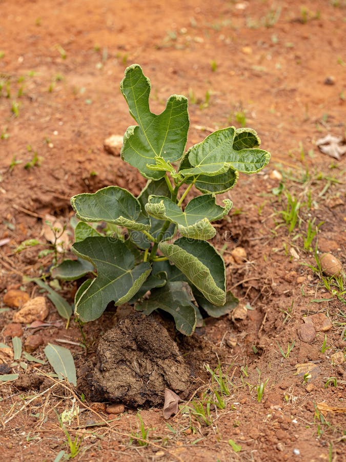 Small fig tree seedling stock image. Image of figs, trees - 232804521