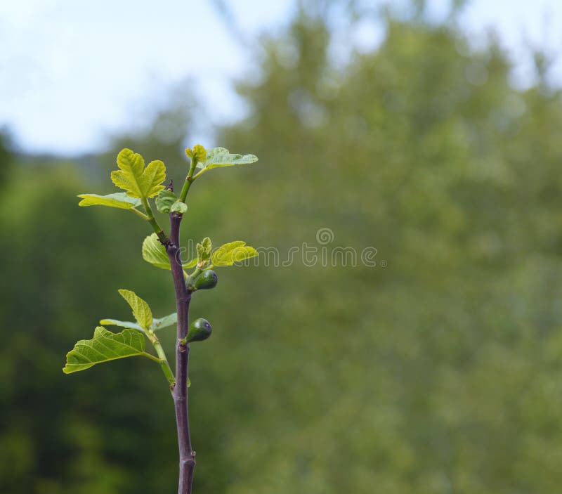 Small Figs Growing on Branch of Fig Fruit Tree Stock Image - Image of ...