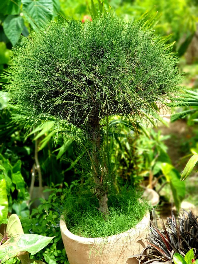 Sea Filao Tree stock photo. Image of view, beautiful - 12464754