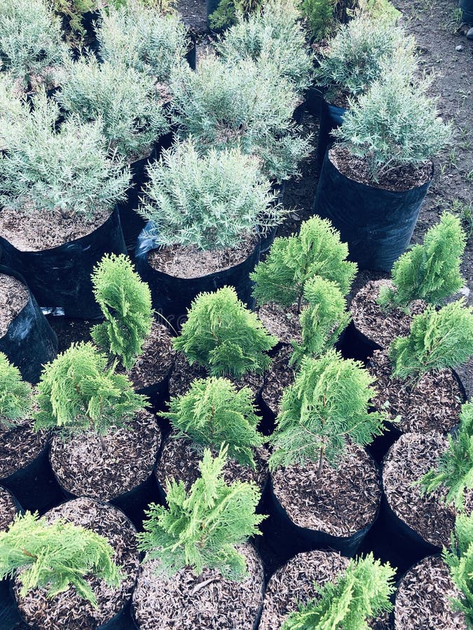 Small fine trees stock image. Image of pine, natural - 174367787