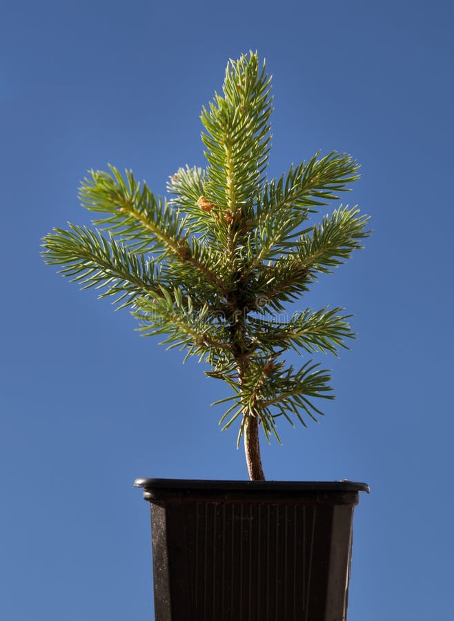 Small fir tree in a pot stock photo. Image of branch - 153814688