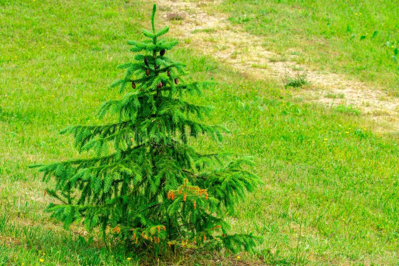 Small Fir Tree Standing in the Meadow Stock Photo - Image of branch ...