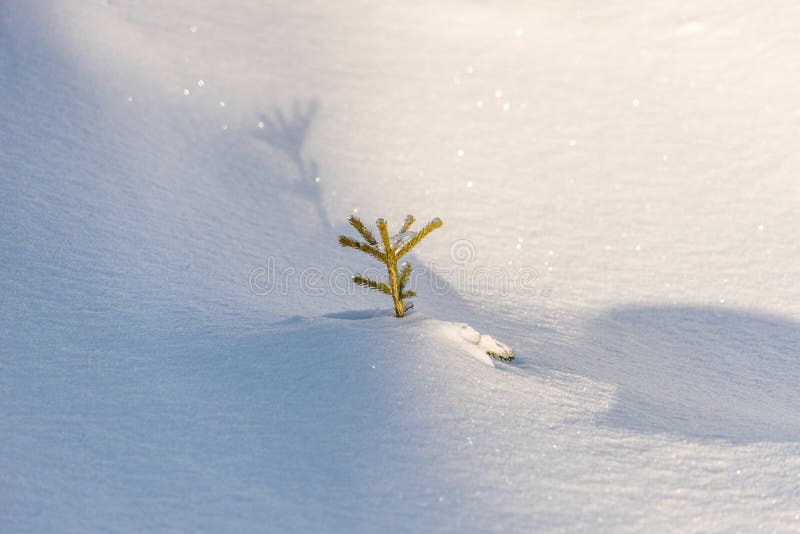Small Fir Tree in the Winter in the Snow Stock Image - Image of ...