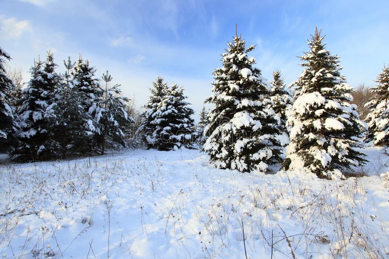 Small fir trees stock photo. Image of landscape, green - 68824994