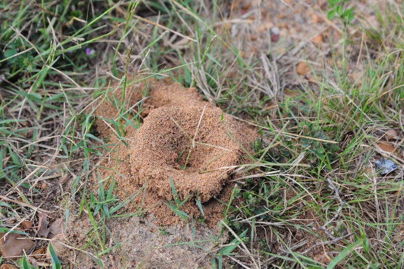 Microscopic Ant Mound Inside