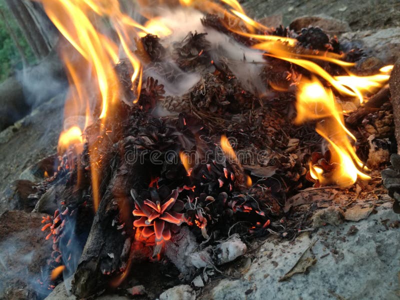 Small fire stock image. Image of nature, woods, summer - 97702931